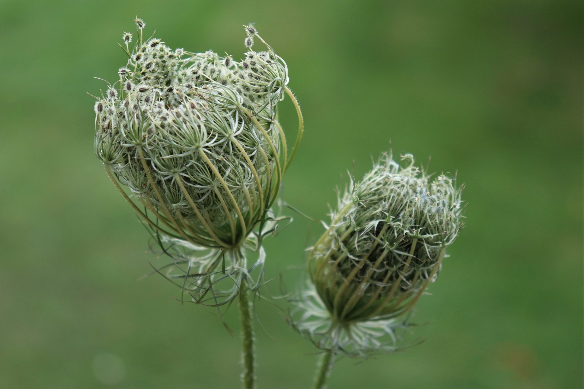 Vild gulerod – god til tørrede buketter – Troensehaven
