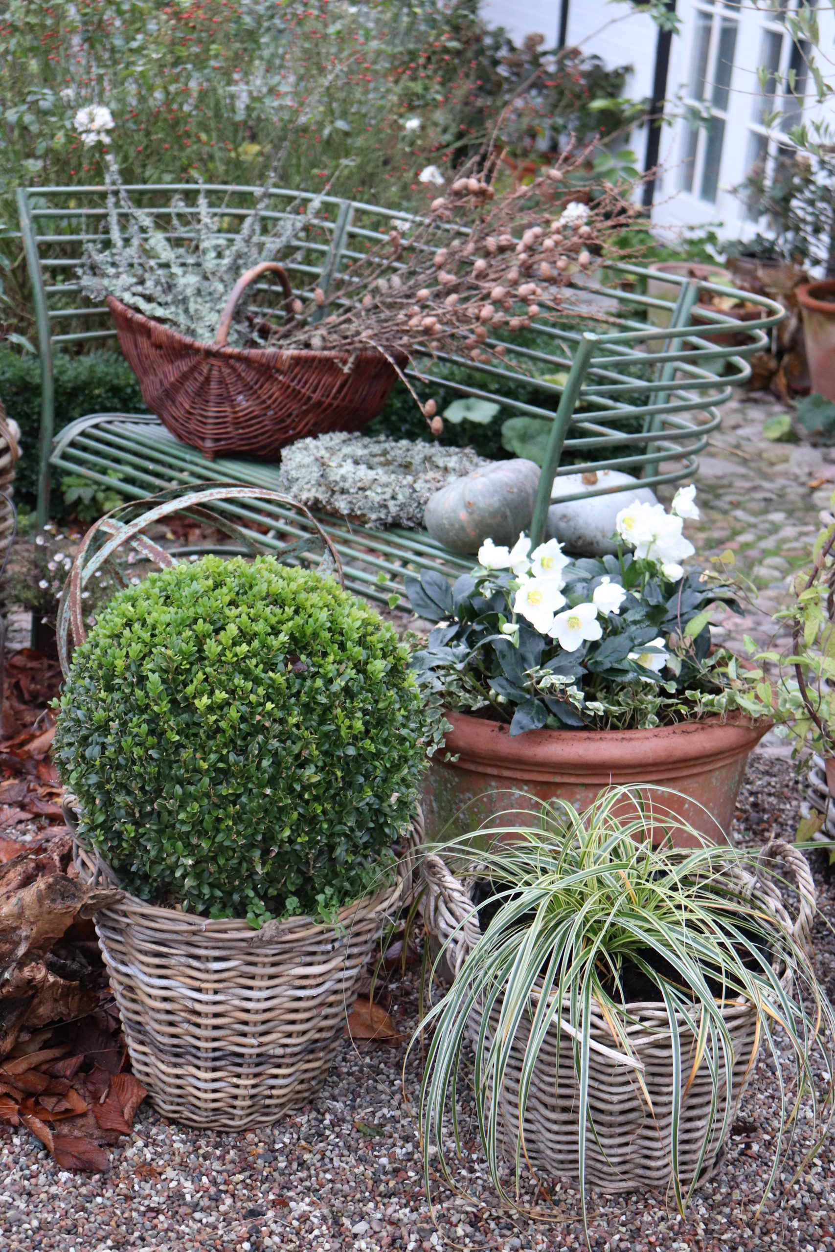 Vinterkrukkerne fyldes med stedsegrønne planter – Troensehaven