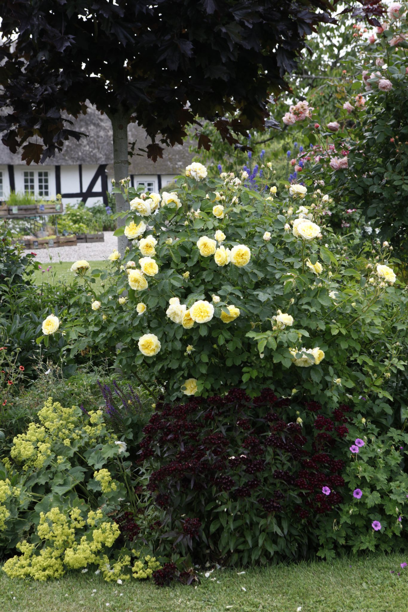 Roserne skal have selskab – Troensehaven