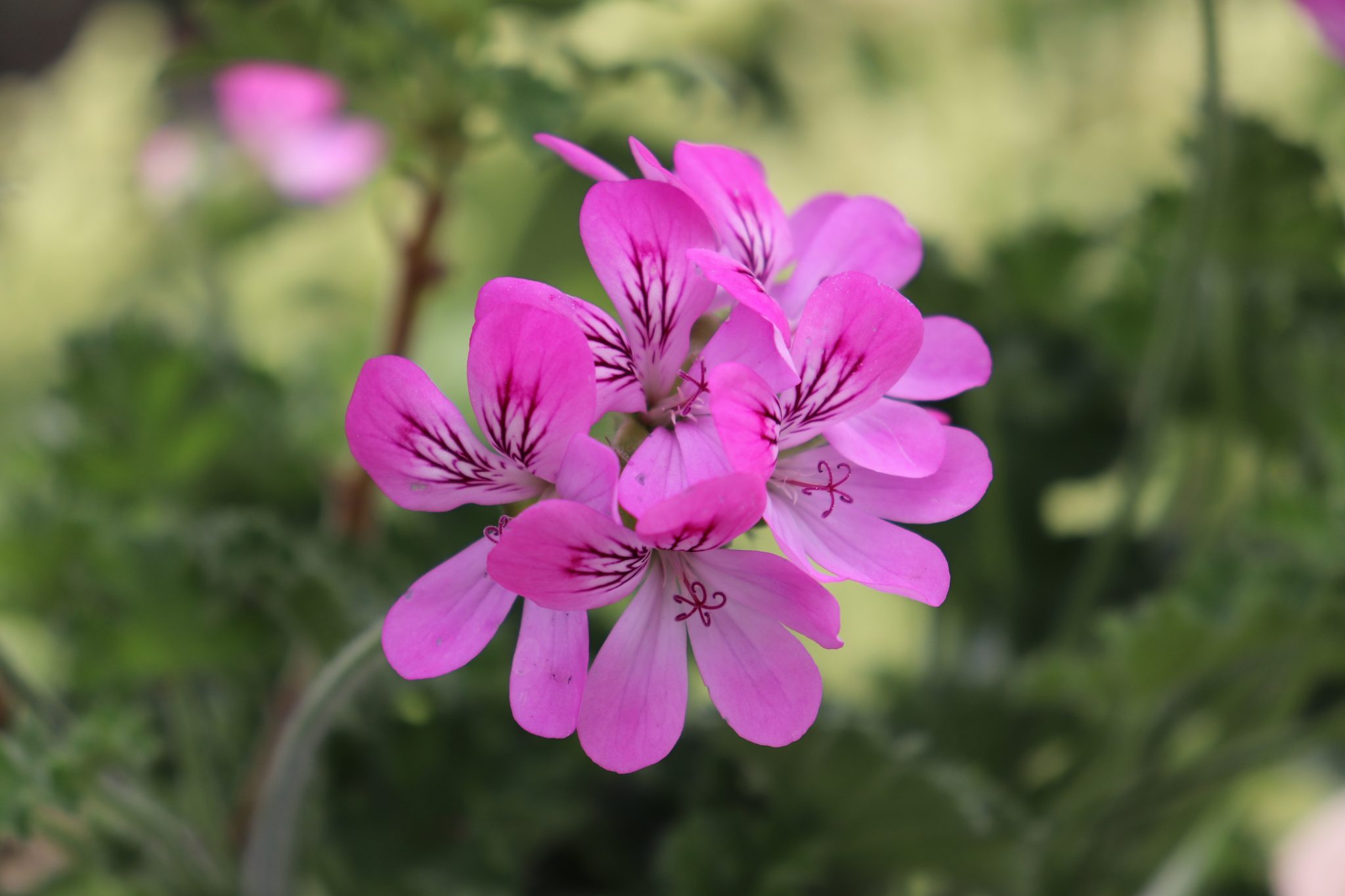 Duftende geranier – Troensehaven