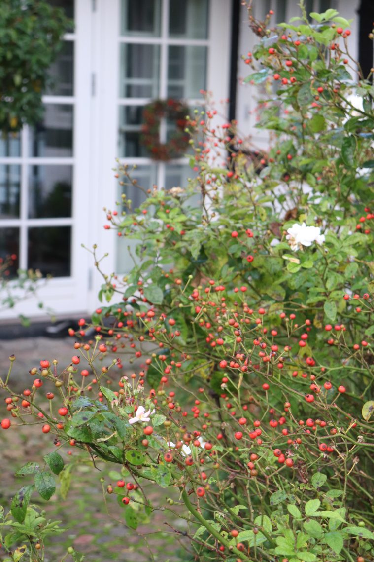 Fuglene i haven om vinteren – Troensehaven