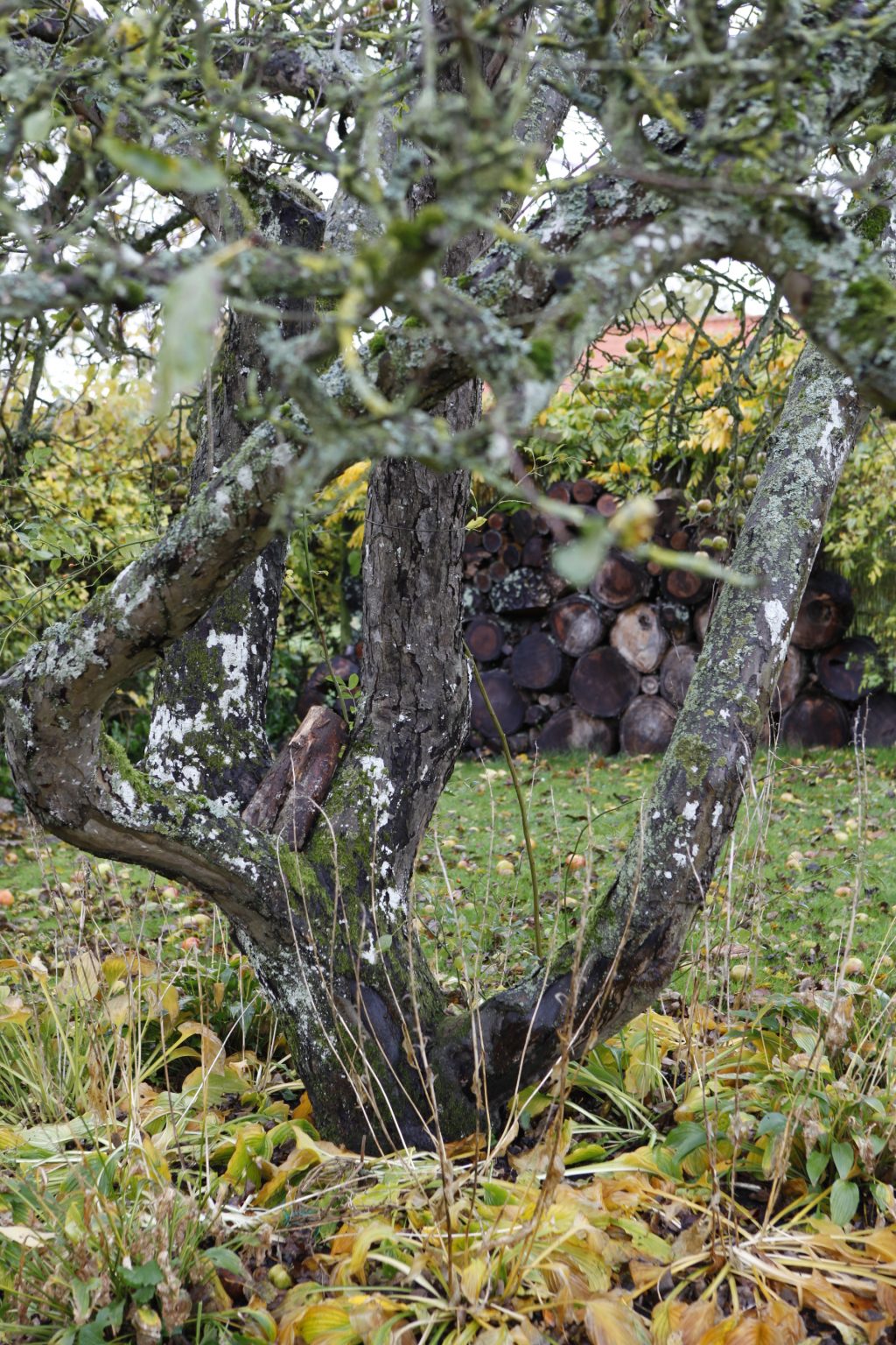 Fuglene i haven om vinteren – Troensehaven
