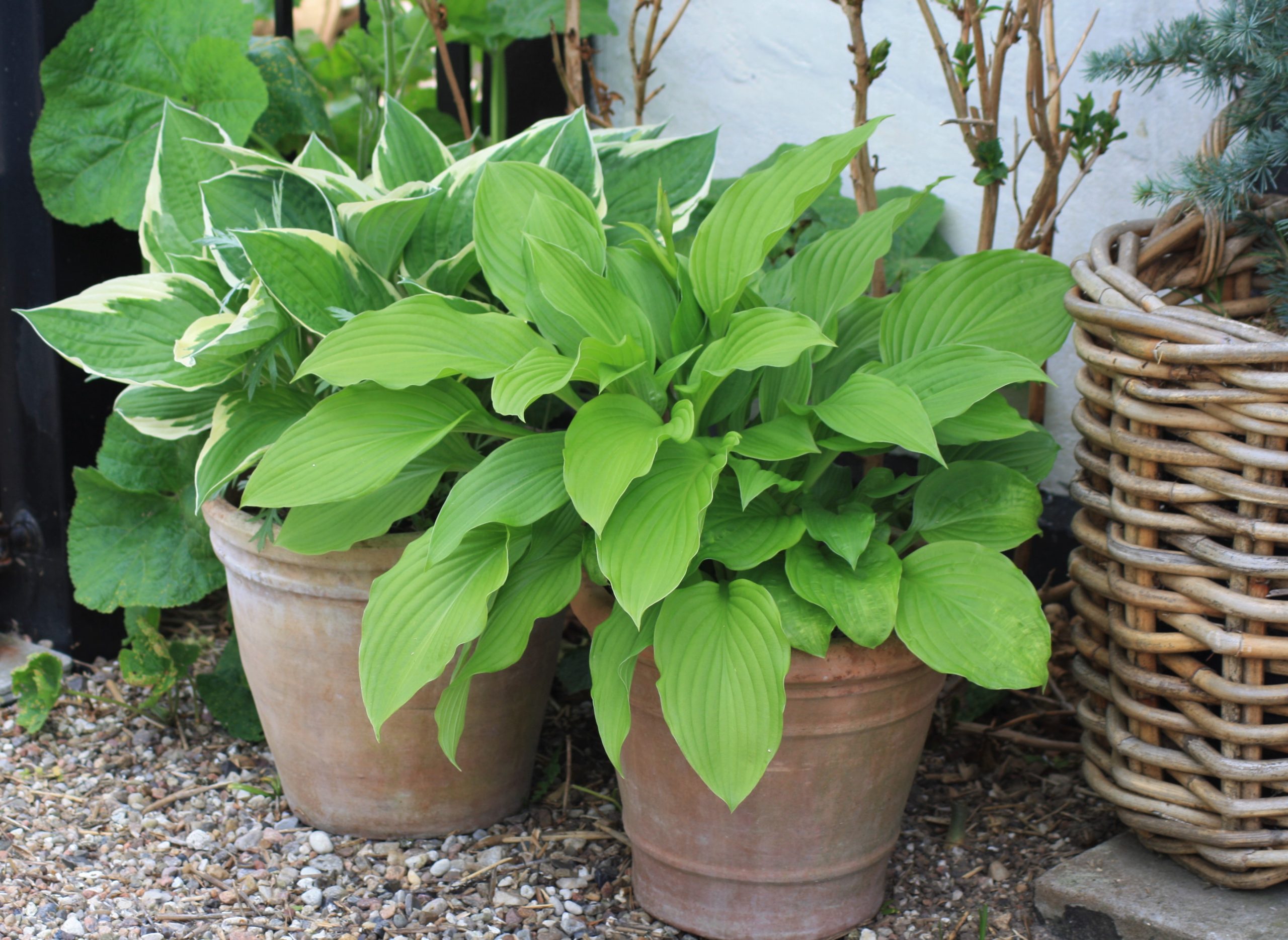 Hosta til det hele – Troensehaven