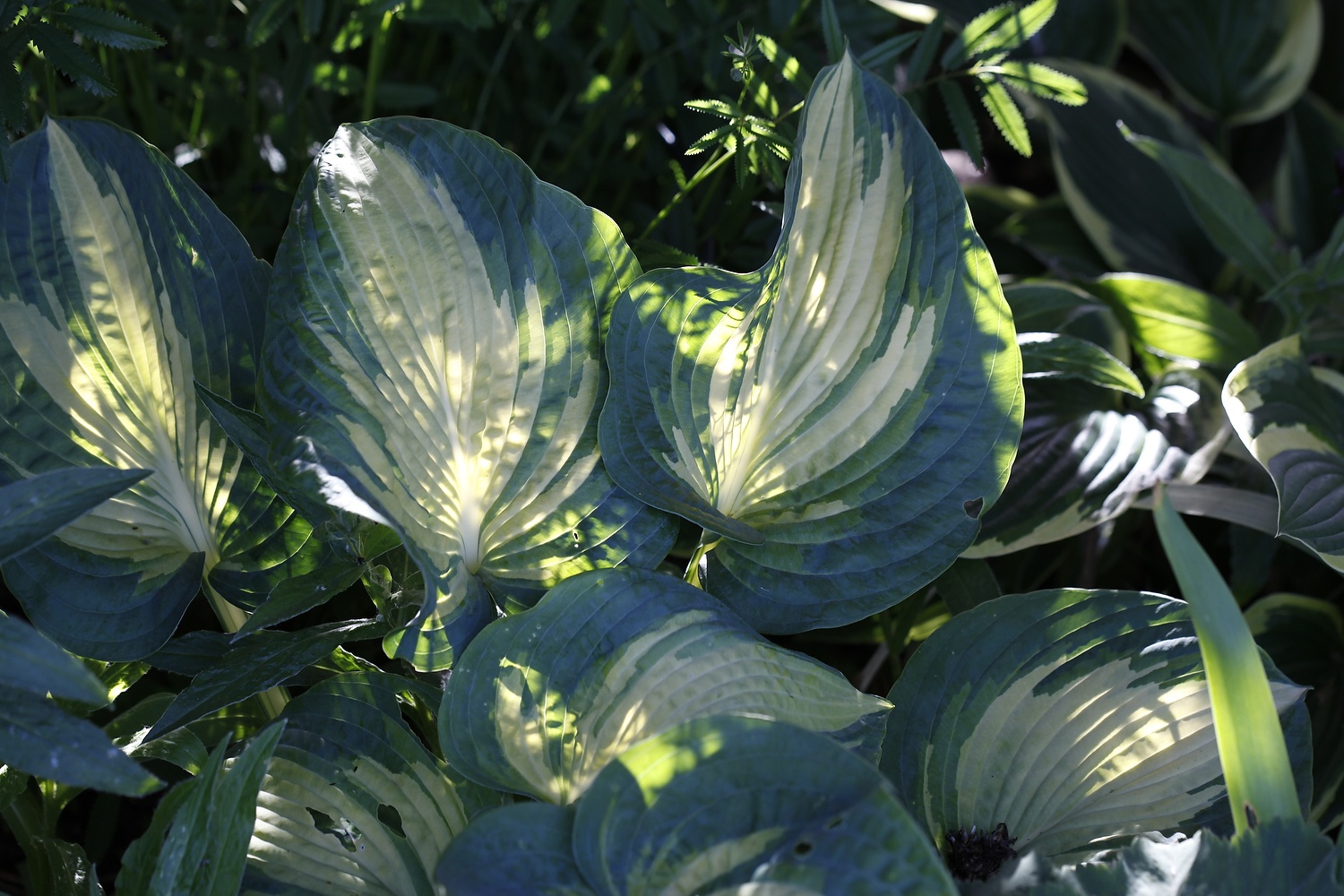 Hosta til det hele – Troensehaven