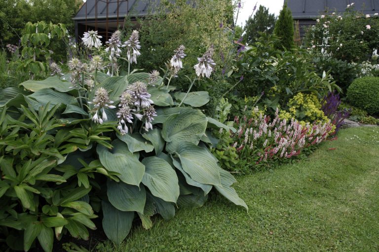 Hosta til det hele – Troensehaven