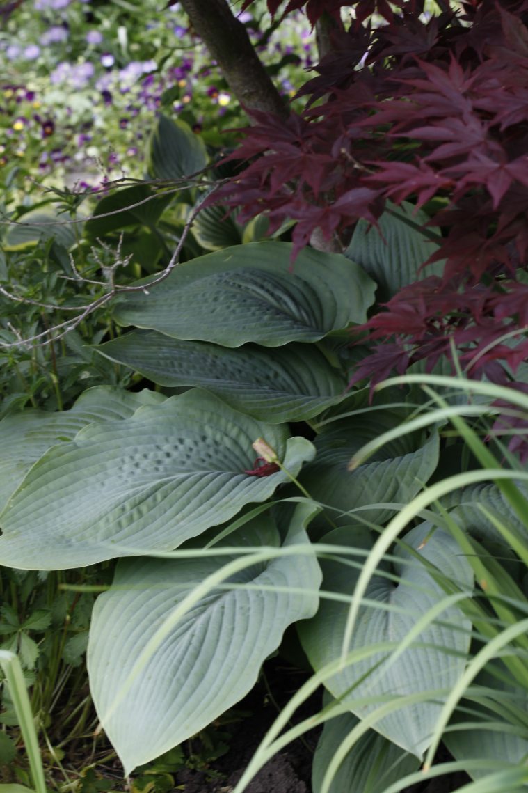 Hosta til det hele – Troensehaven