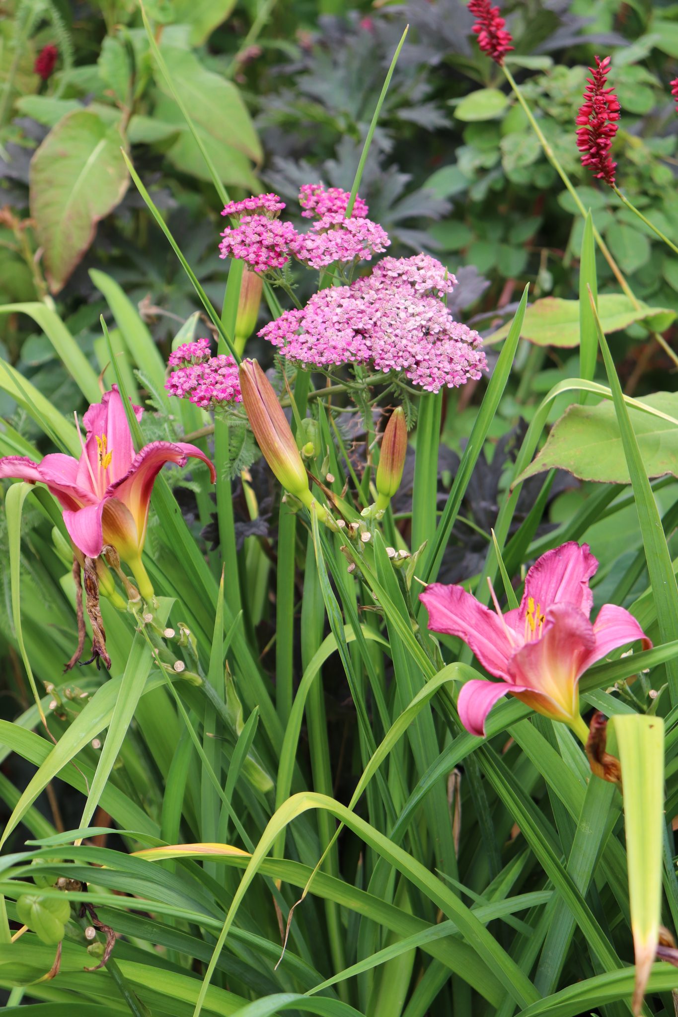 Spiselige planter – Troensehaven